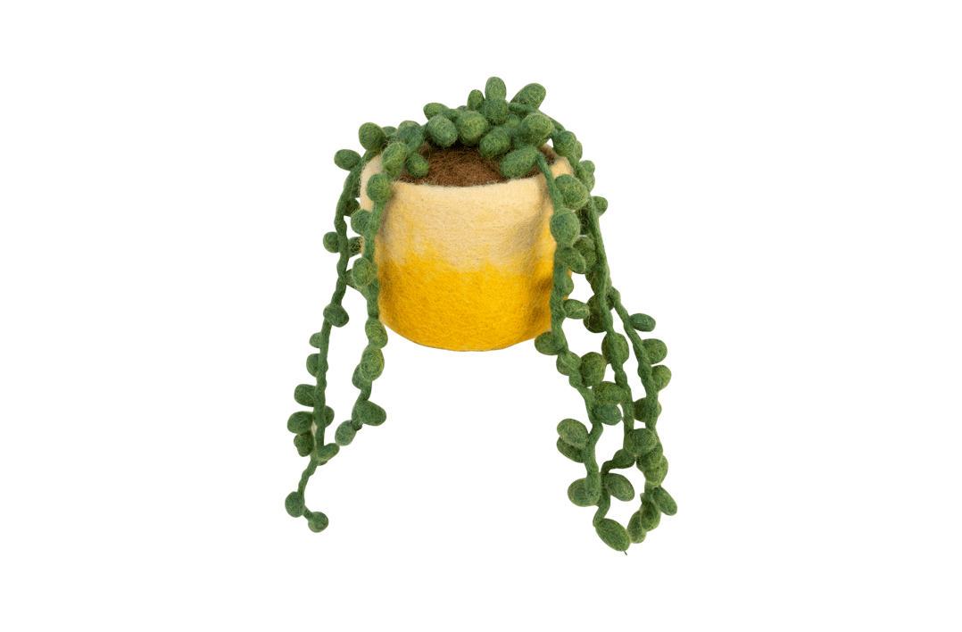 Buy PSE Felt String of Pearl Plant $45