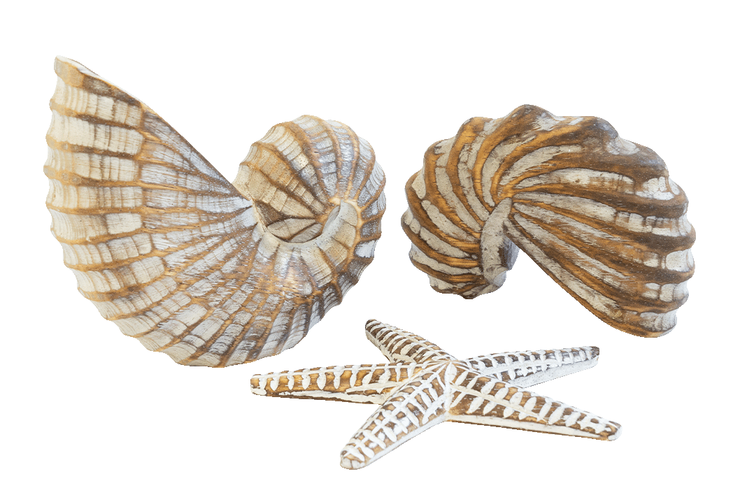 Star Fish & Shell Set | Preschool Equipment Australia